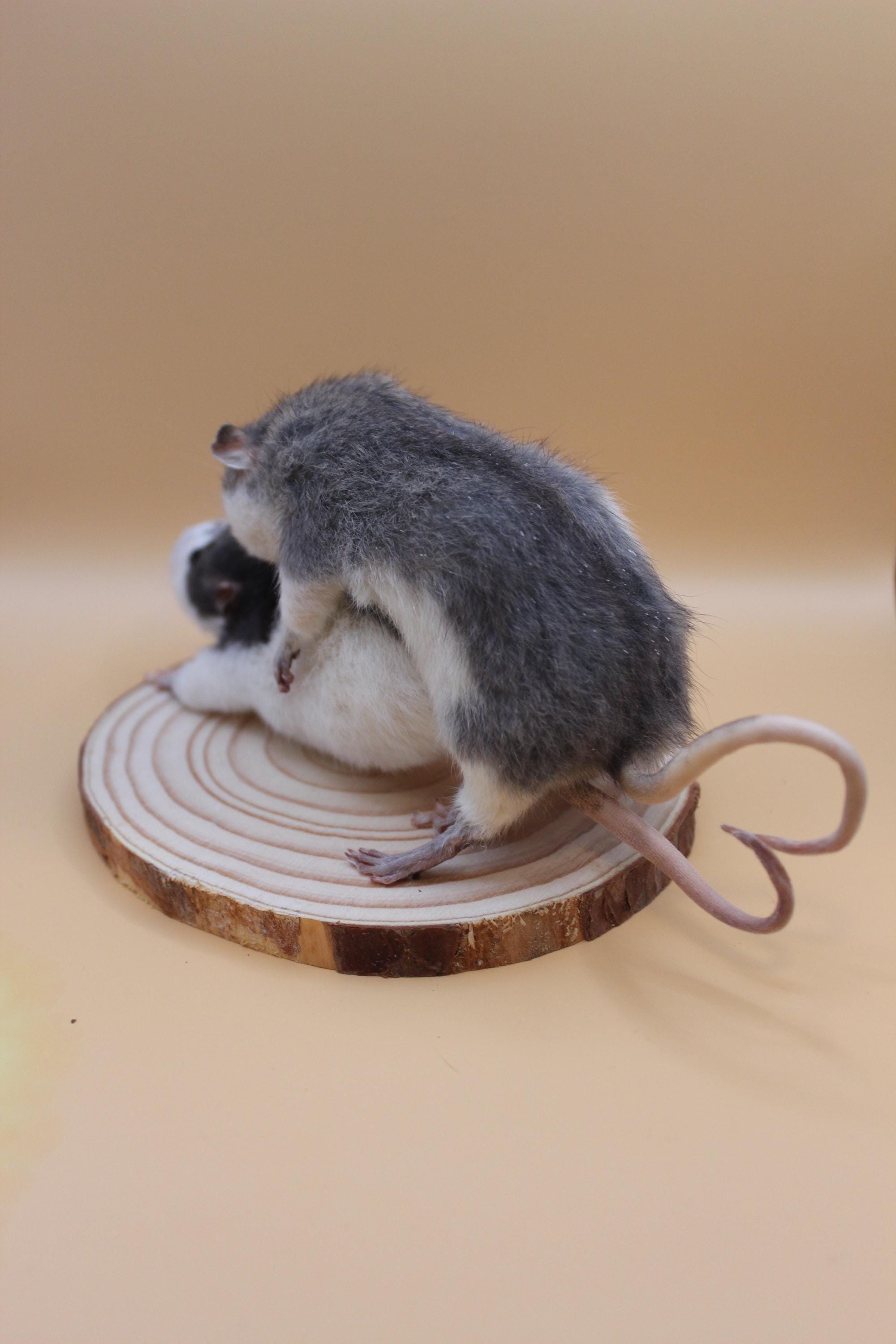 Mating Rat Taxidermy Naturalisation Curiosity Oddities - Etsy