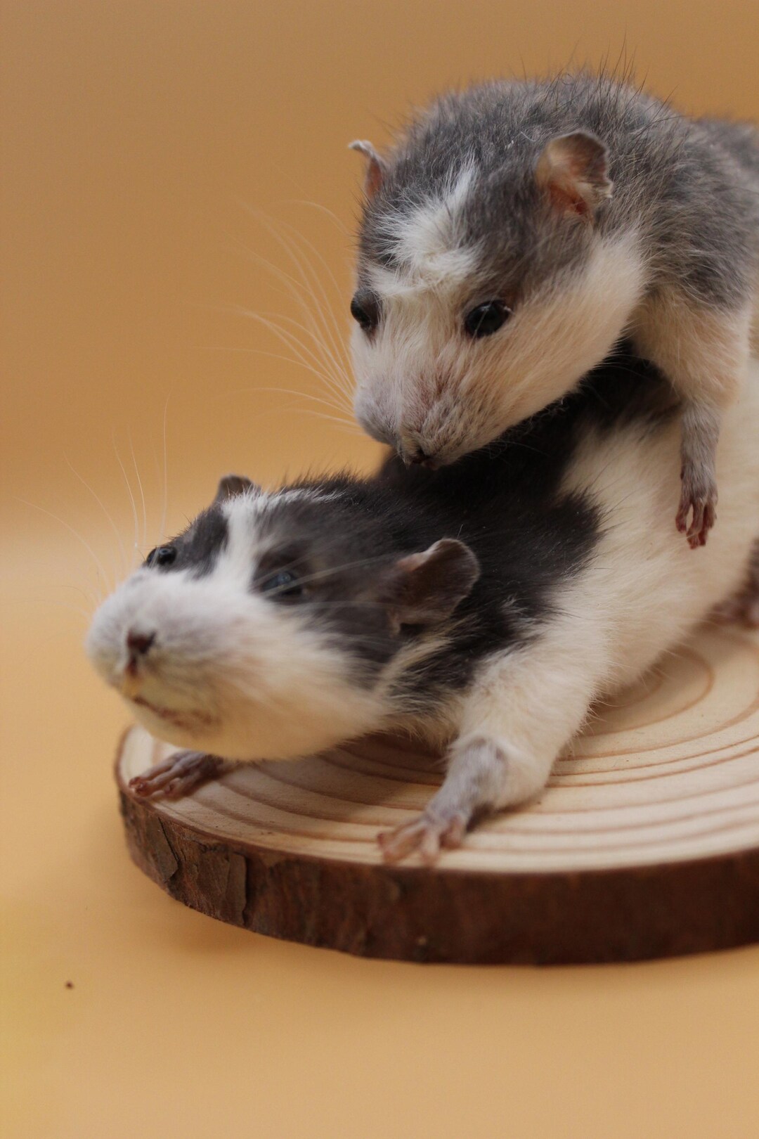 Mating Rat Taxidermy Naturalisation Curiosity Oddities - Etsy