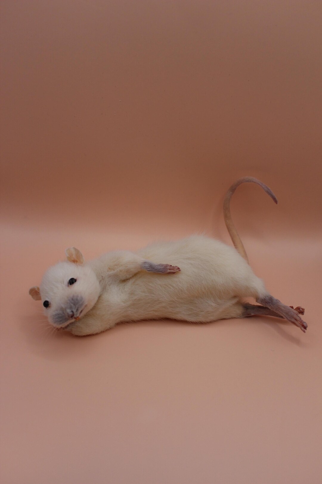 Taxidermy Mouse Rat Lying on the Side Curiosity Cute Oddities - Etsy