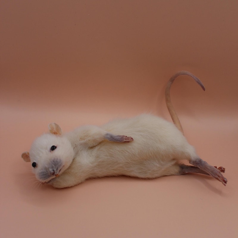 Taxidermy Rat - Etsy