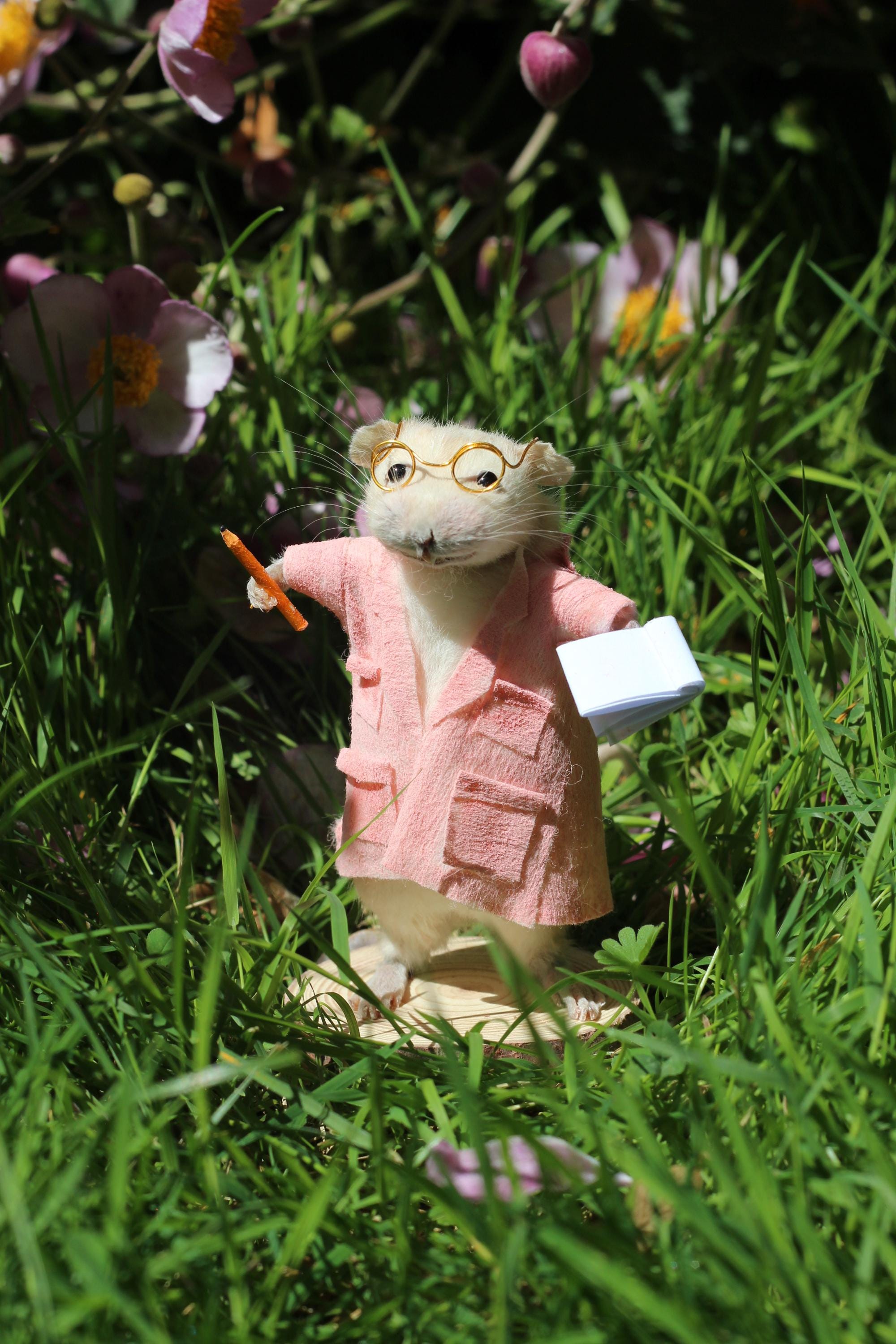 Cute Oddities Taxidermy Curiosity Doctor Rat - Etsy