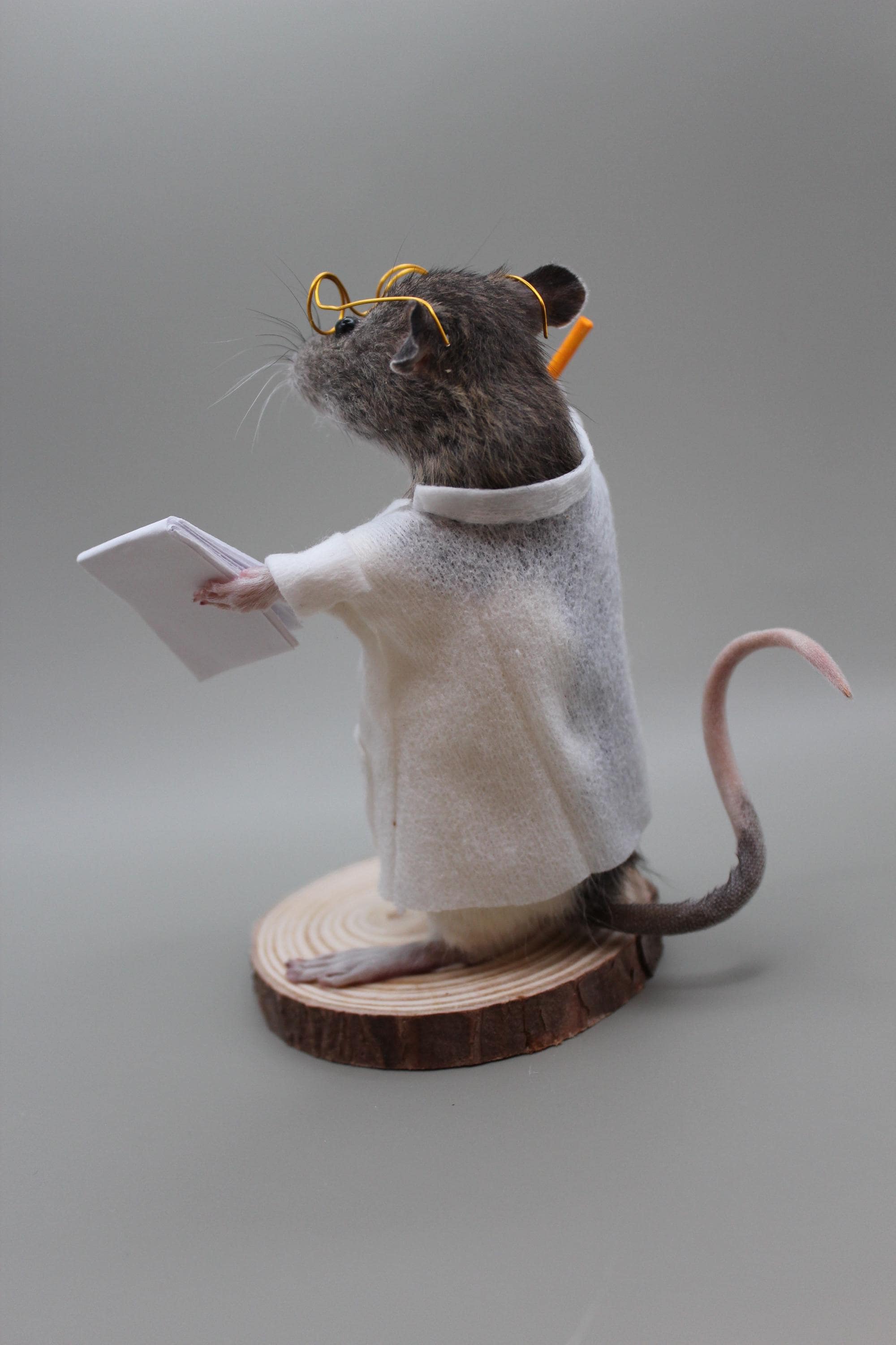 Cute Oddities Taxidermy Curiosity Doctor Rat - Etsy