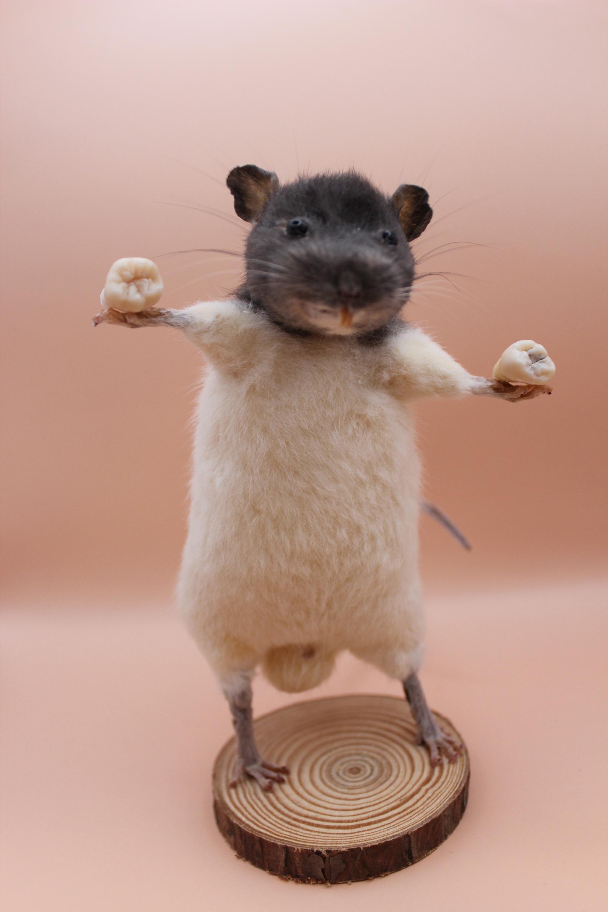 Cute Oddities Curiosity Standing Rat Holding Heads Taxidermy - Etsy