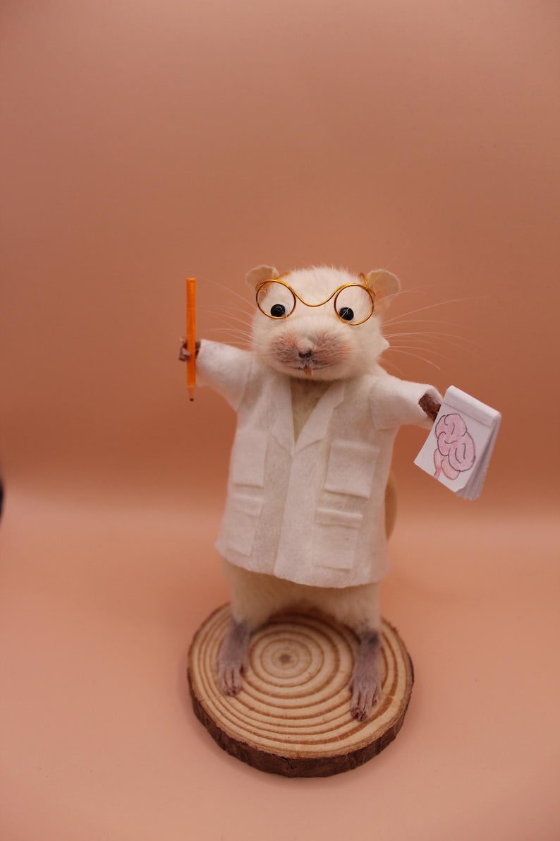 Cute Oddities Taxidermy Curiosity Doctor Rat - Etsy