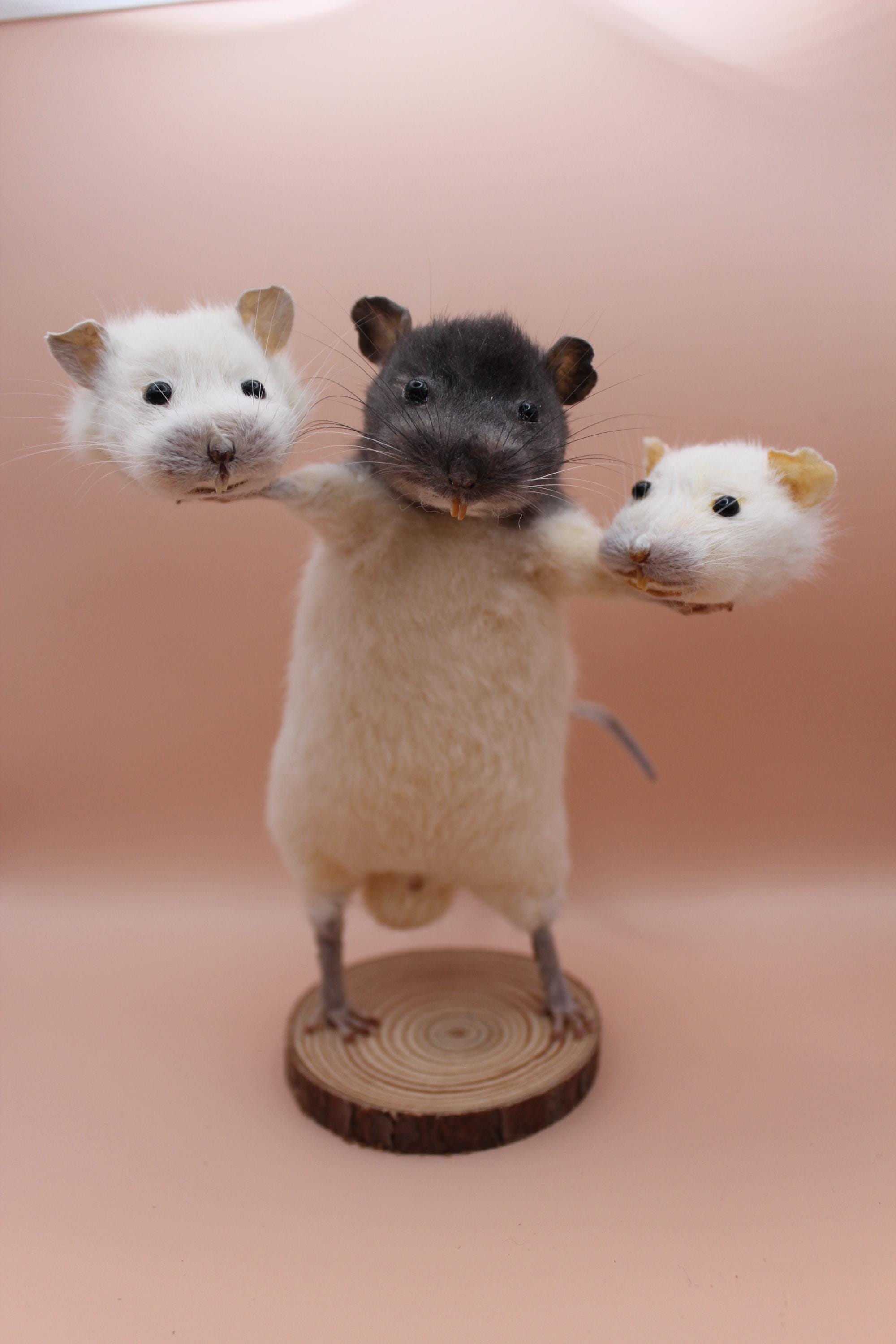 Cute Oddities Curiosity Standing Rat Holding Heads Taxidermy - Etsy