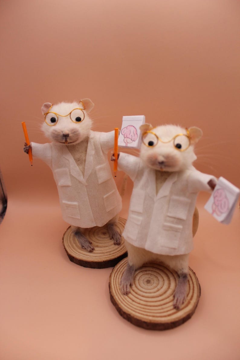 Cute Oddities Taxidermy Curiosity Doctor Rat - Etsy