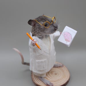 Cute Oddities Taxidermy Curiosity Doctor Rat - Etsy