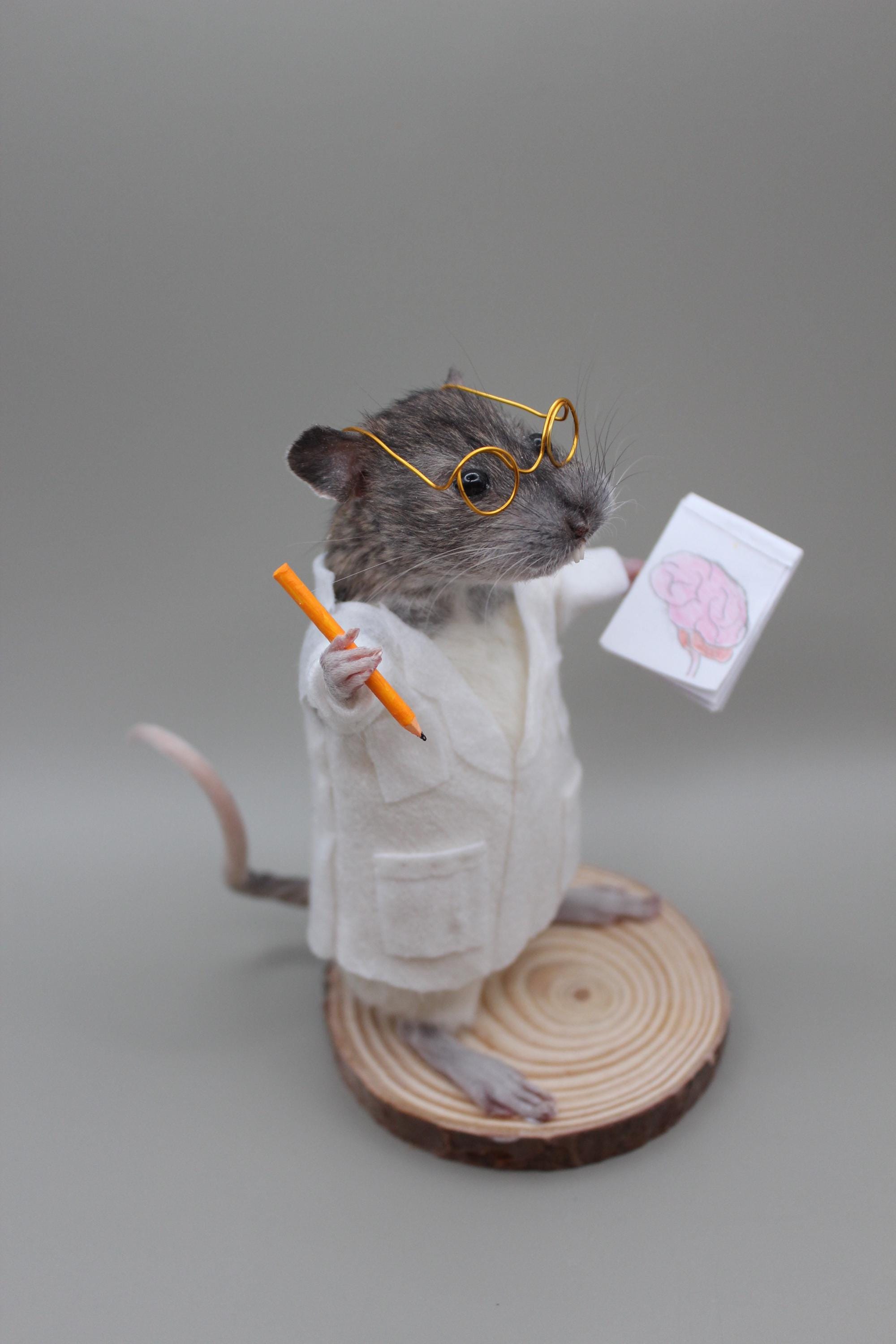 Cute Oddities Taxidermy Curiosity Doctor Rat - Etsy