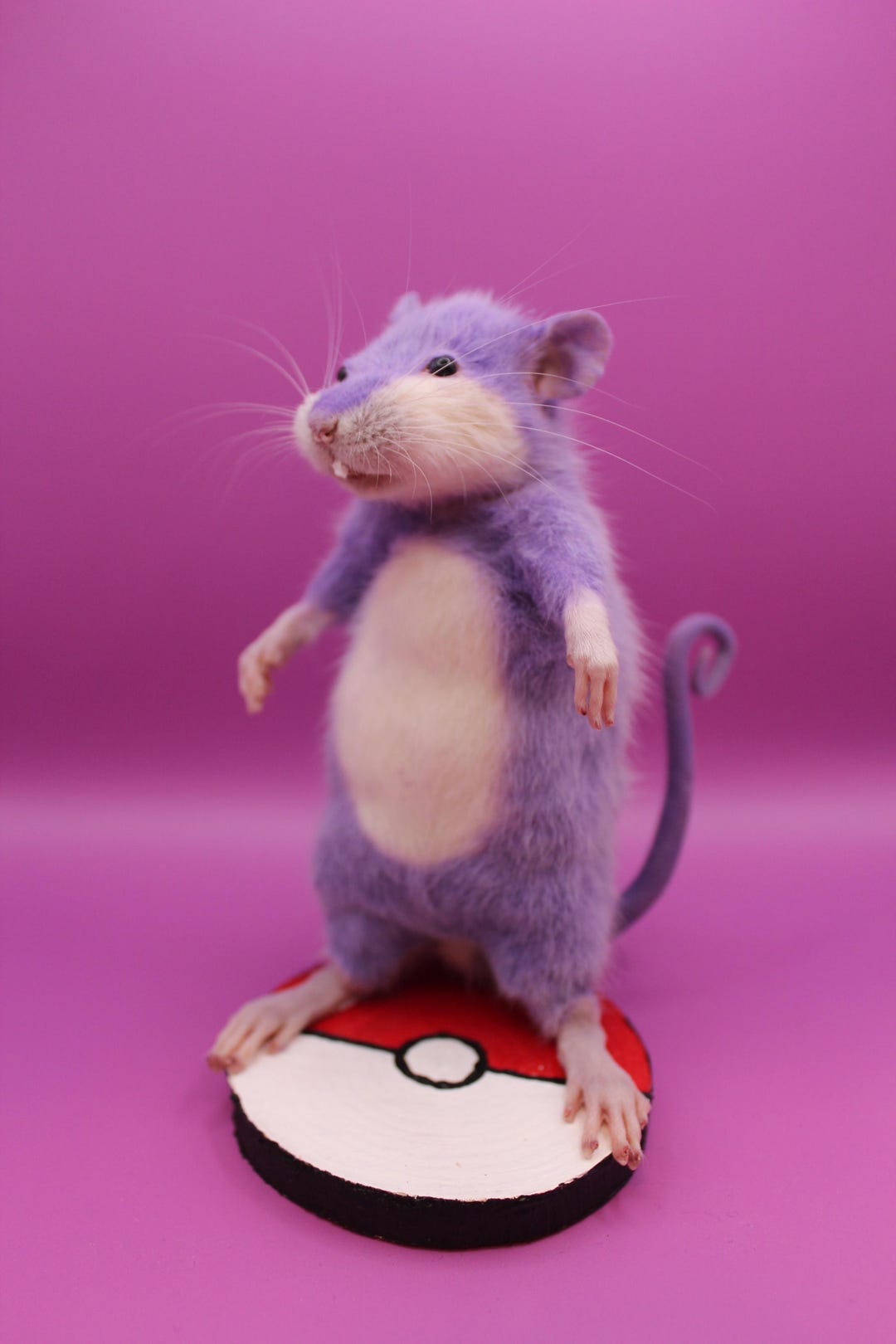 Rattata Pokemon Rat Taxidermy Curiosity Oddities - Etsy