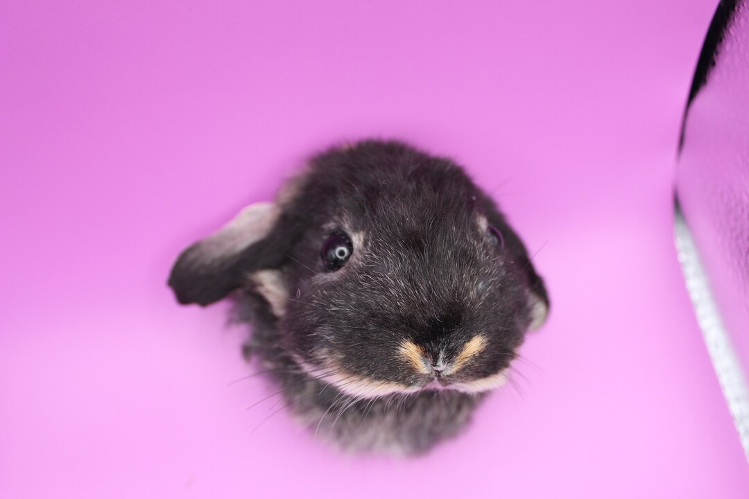 Rabbit Trophy With Hook - Etsy