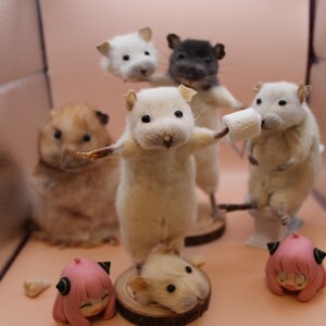 Cute Oddities Taxidermy Curiosity Doctor Rat - Etsy