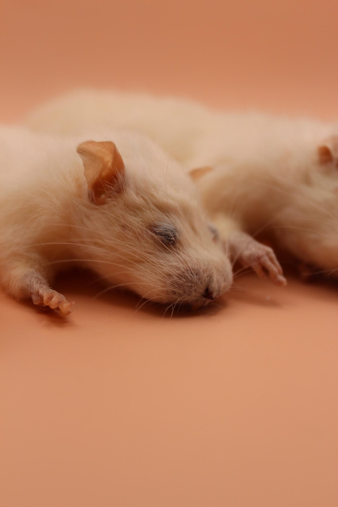 Sleeping Rat Taxidermy Curiosity Oddities - Etsy