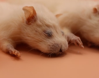 Cute Oddities Curiosity Standing Rat Holding Heads Taxidermy - Etsy