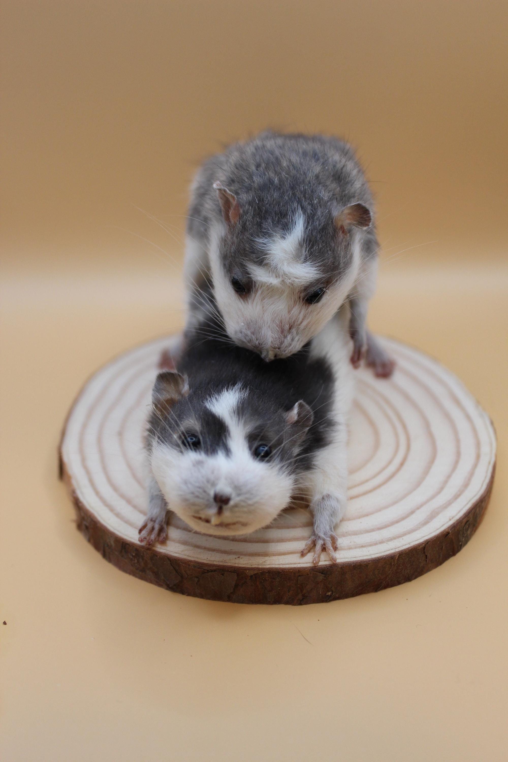 Mating Rat Taxidermy Naturalisation Curiosity Oddities - Etsy
