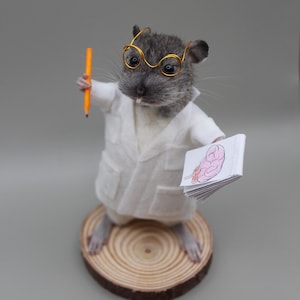Cute Oddities Taxidermy Curiosity Doctor Rat - Etsy