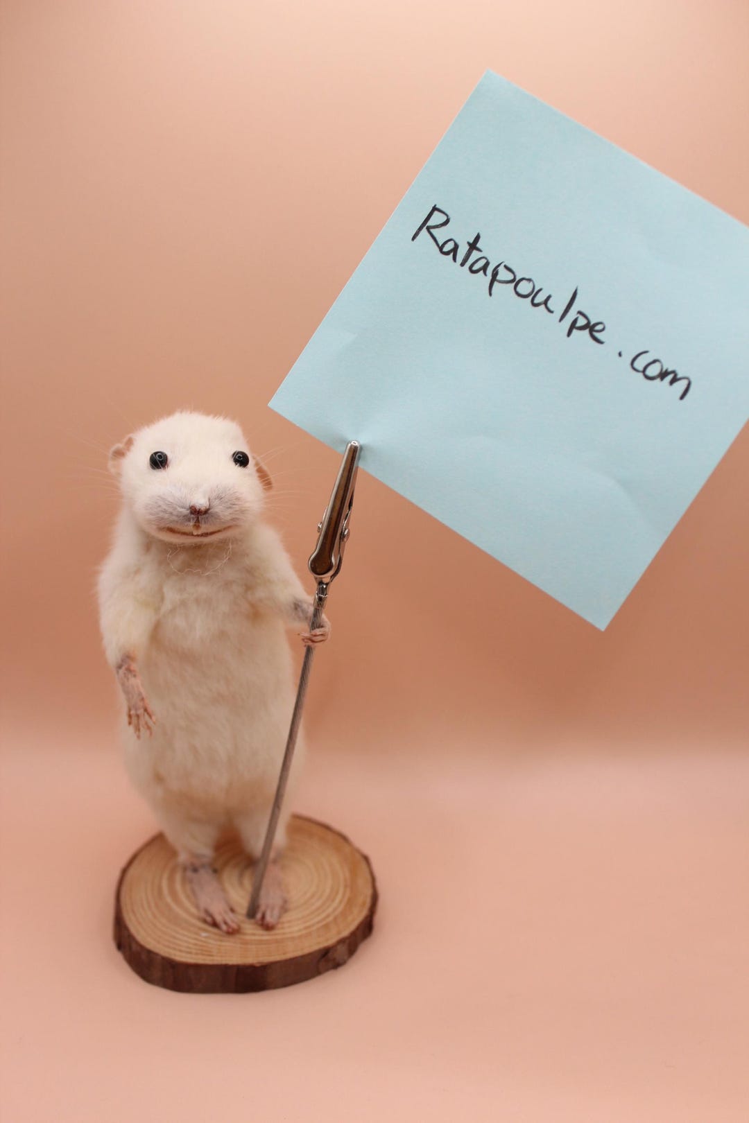 Standing Post-it Rat Taxidermy Curiosity Oddities - Etsy