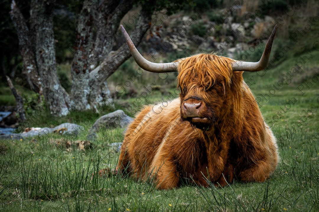 Highland Cow High Resolution Instant Digital Download - 4 Ratios ...