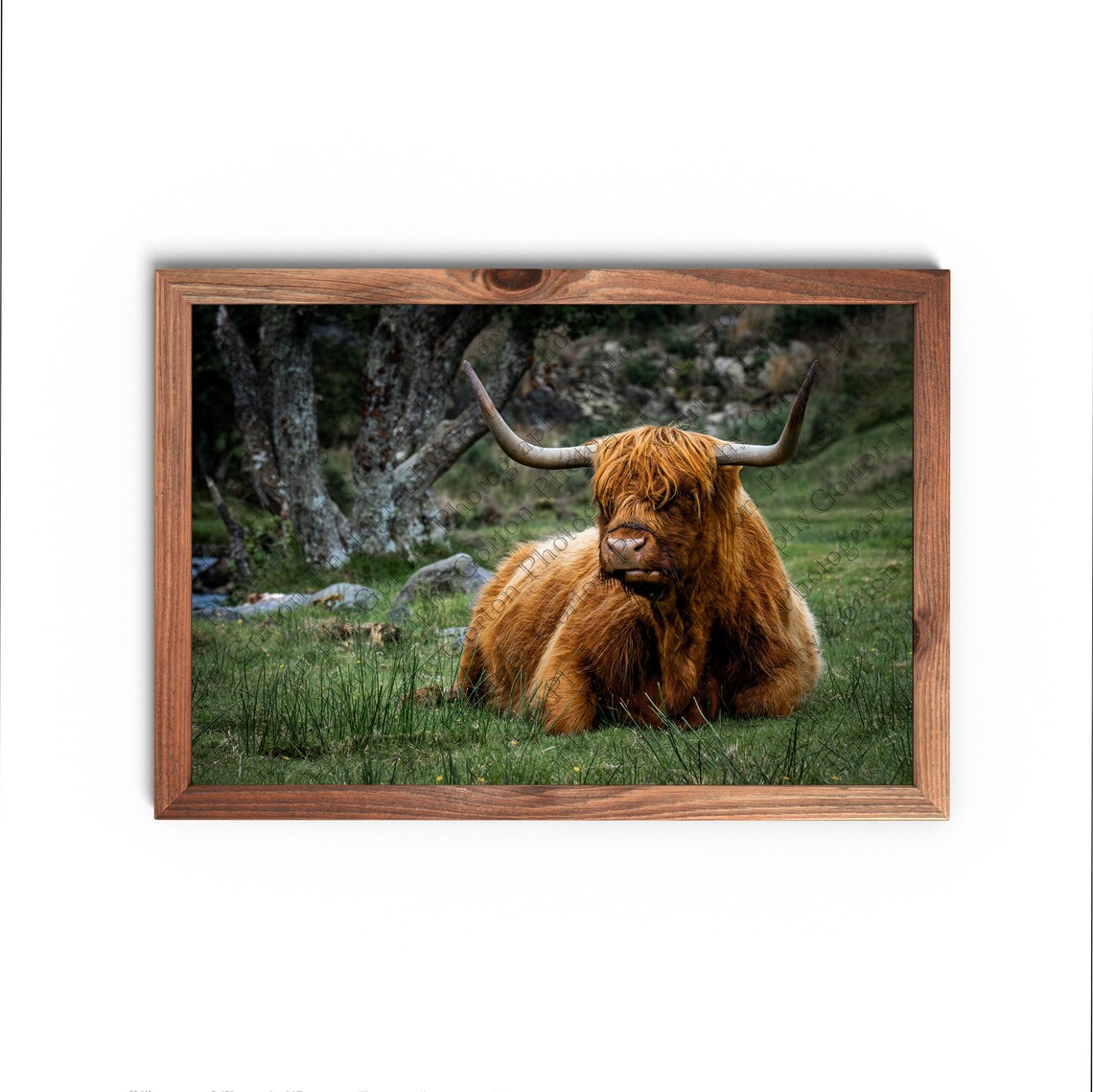 Highland Cow High Resolution Instant Digital Download 4 Ratios Included ...