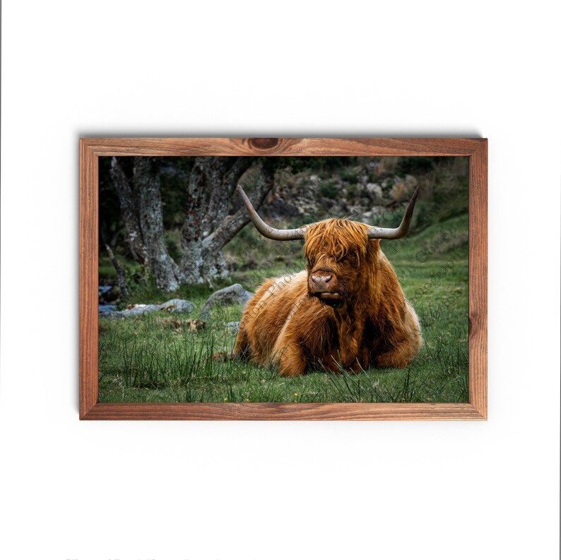 Highland Cow High Resolution Instant Digital Download - 4 Ratios ...