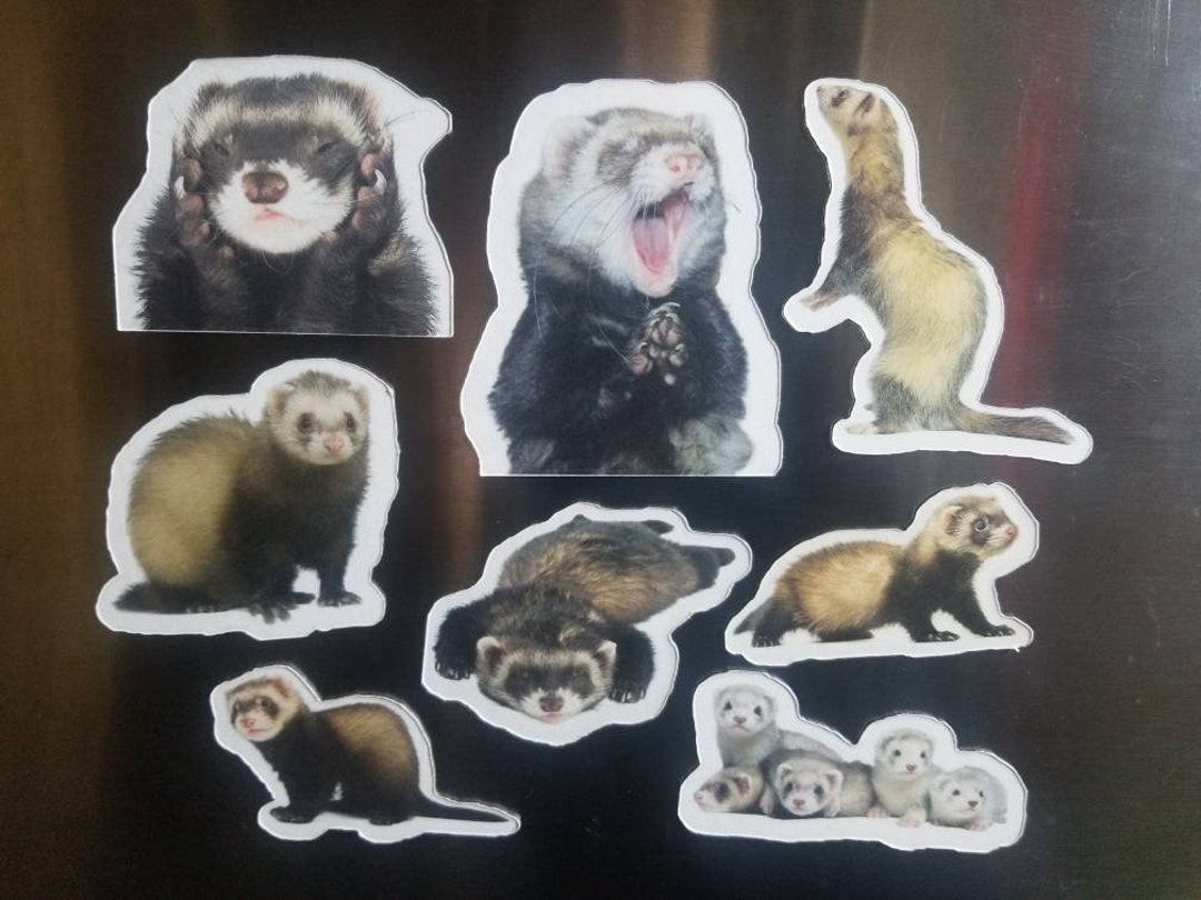 Ferret Magnet, Ferret Gift, Ferret Fridge Magnet, Ferret Mom, Ferret ...