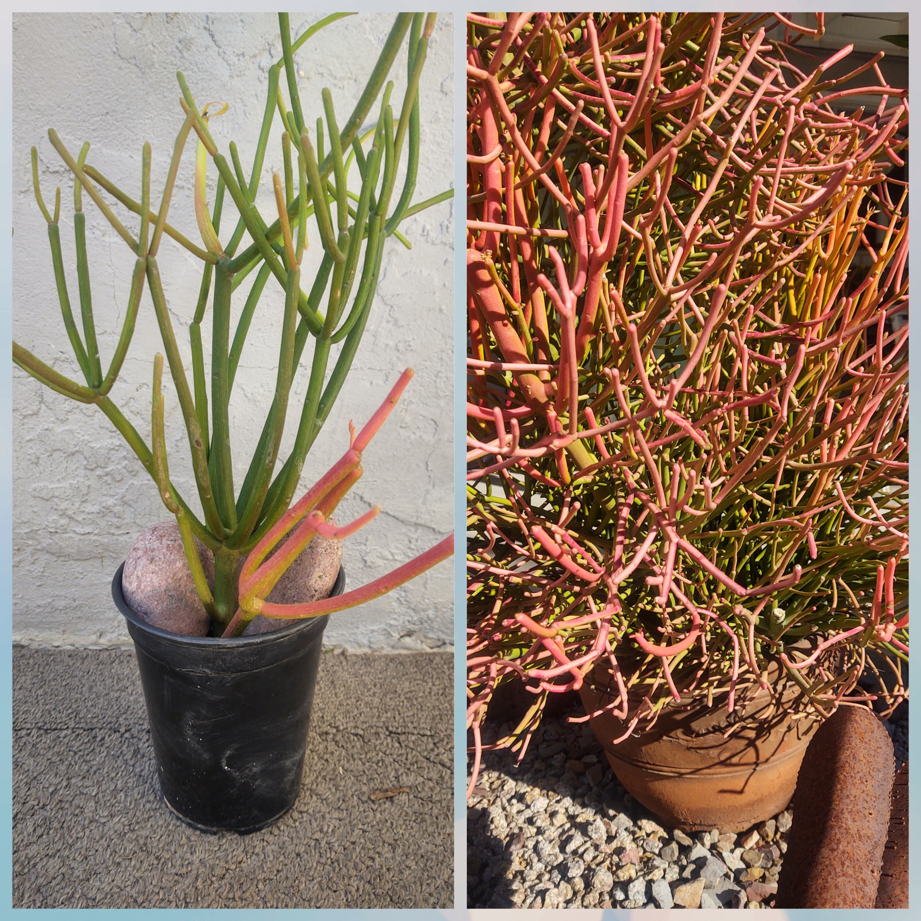 Firestick Plant euphorbia Tirucalli | Etsy