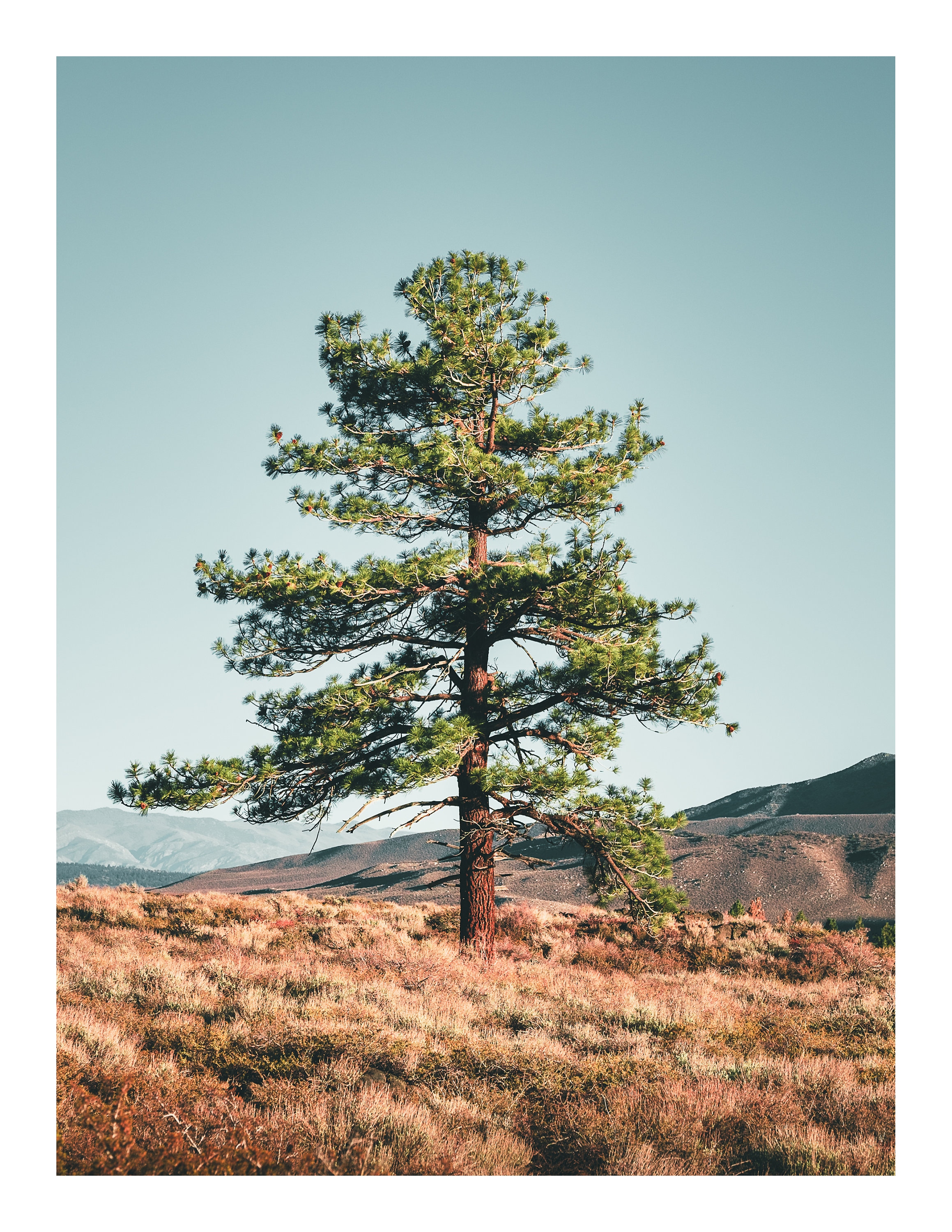 Forest Photography, Alpine Tree, Wilderness Wall Art, National Parks ...