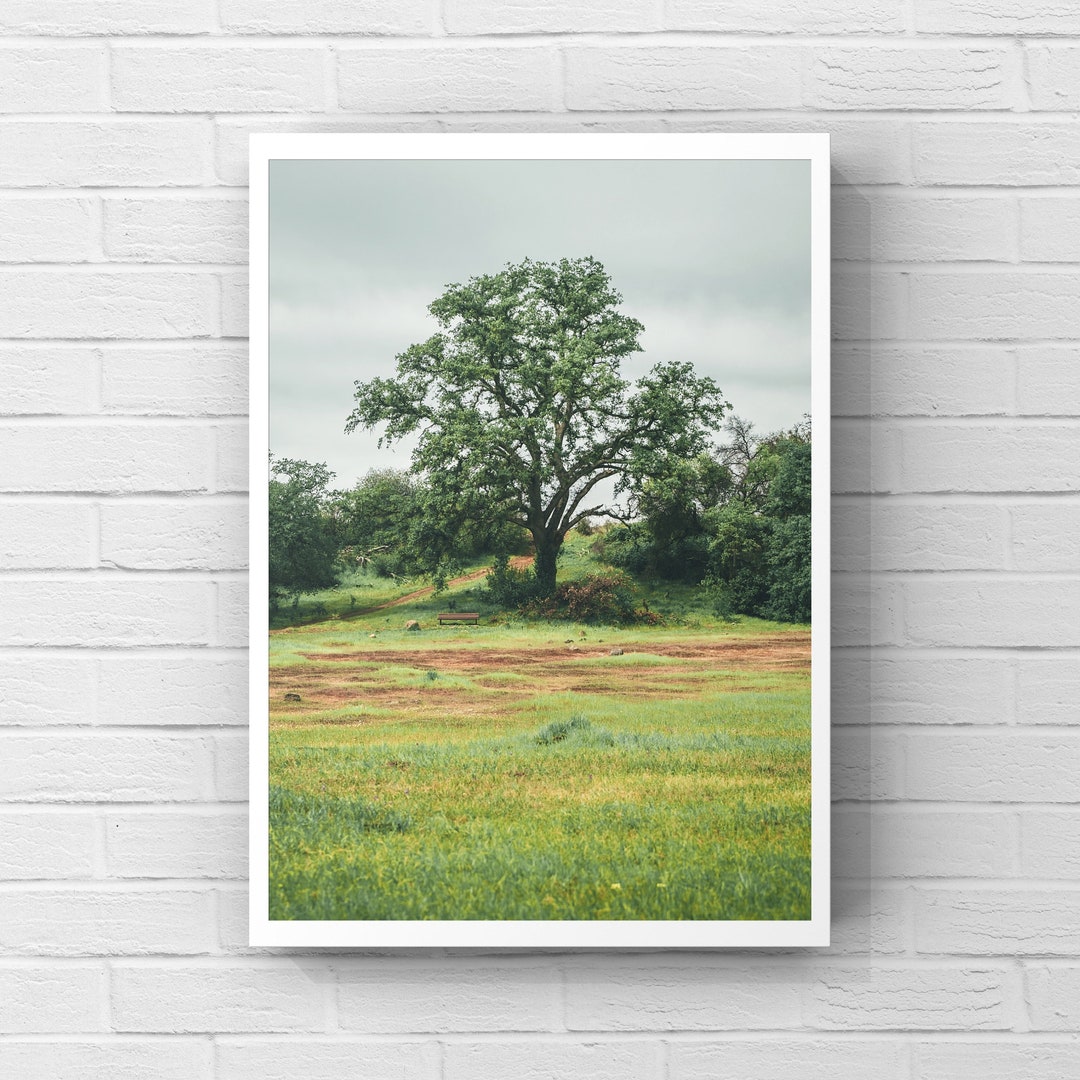 Oak Tree Spring Landscape Photography: Northern California Wall Art - Etsy