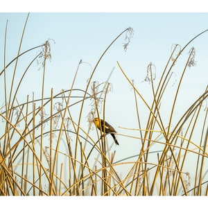 Blackbird Wall Art, in the Reeds, Birds Photography, Art Prints, Nature ...