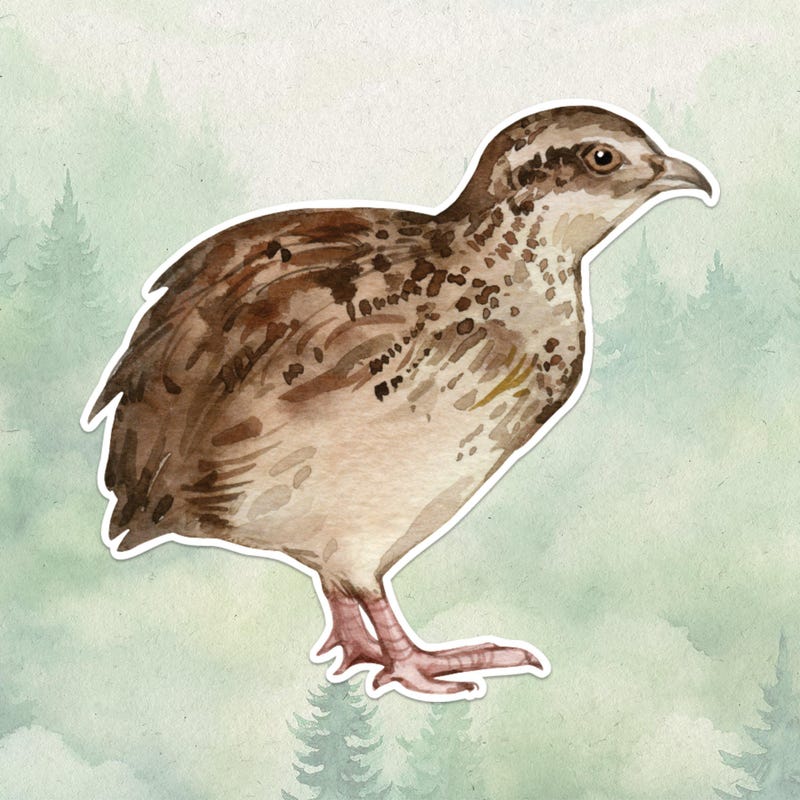 Quail Stickers - Etsy