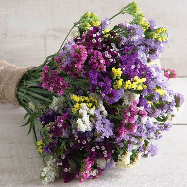 Statice Seeds - Etsy
