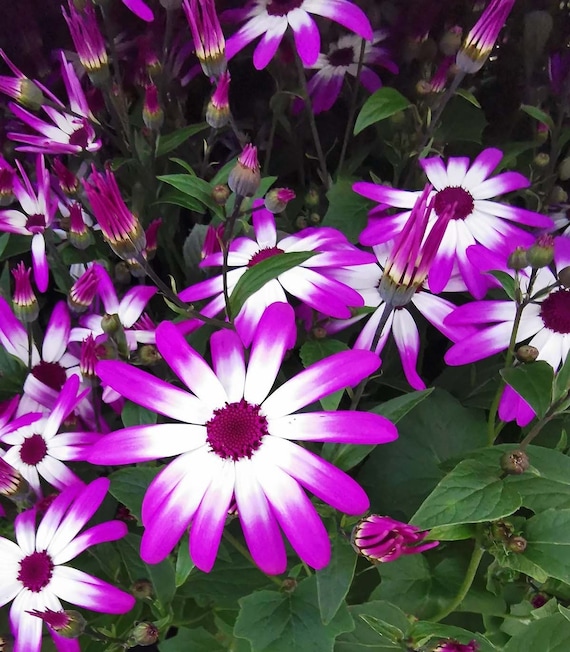 100 Senetti Seeds Perennial Colourful Outdoor/indoor - Etsy