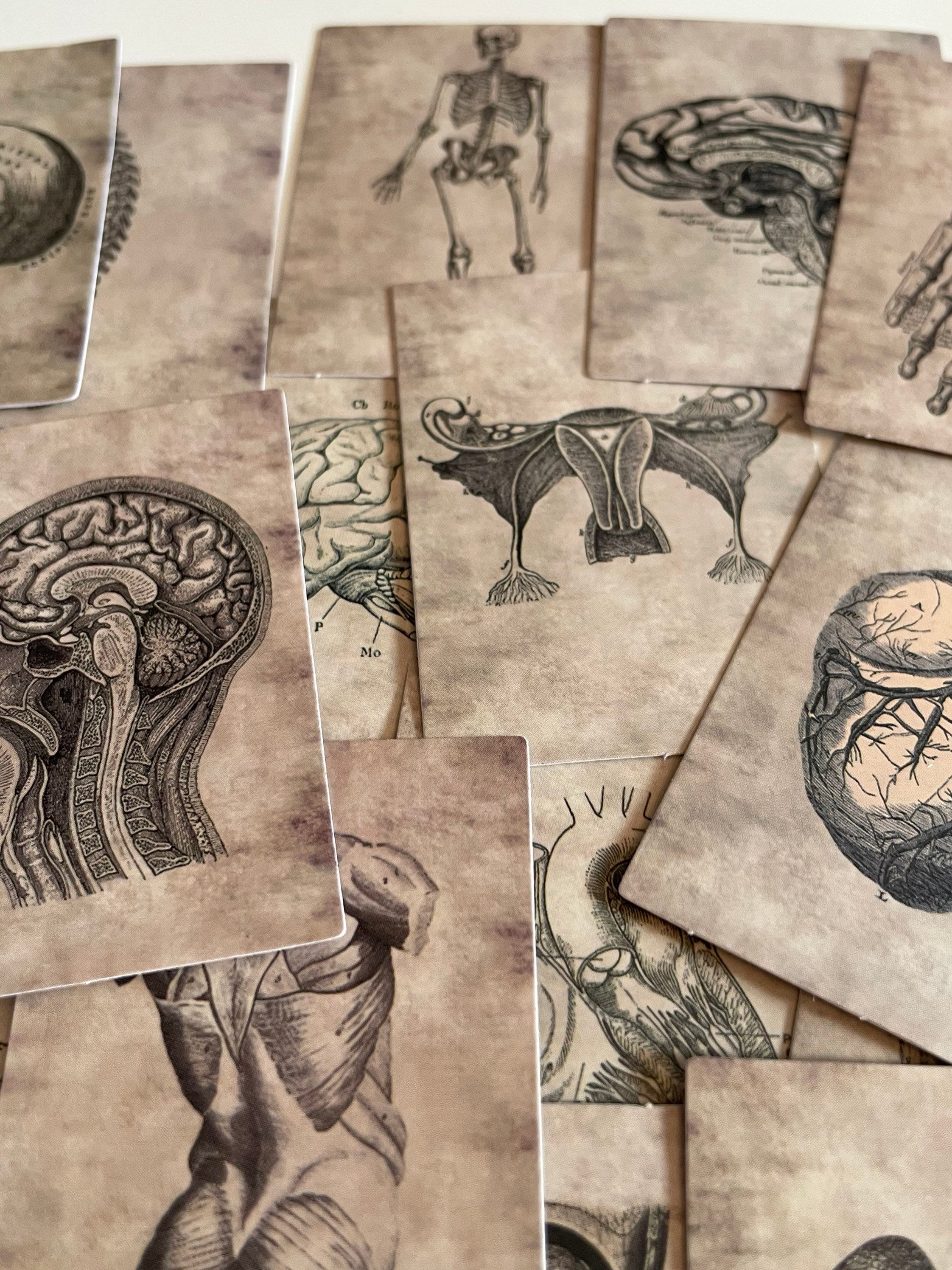 Anatomy Gothic Stickers Skull Lungs Skeleton Biology - Etsy Anatomy Gothic Stickers Skull Lungs Skeleton Biology - Etsy