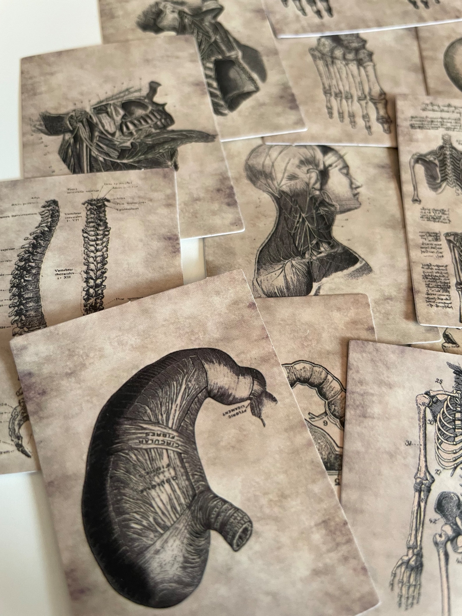 Anatomy Gothic Stickers Skull Lungs Skeleton Biology - Etsy Anatomy Gothic Stickers Skull Lungs Skeleton Biology - Etsy