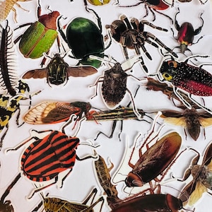 Large Vinyl Transparent Insect Stickers | Die Cut Decal Set ...
