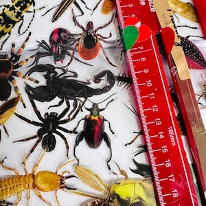 Large Vinyl Transparent Insect Stickers | Die Cut Decal Set ...