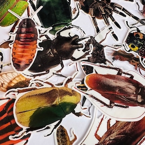 Large Vinyl Transparent Insect Stickers | Die Cut Decal Set ...