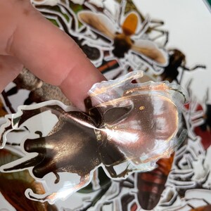 Large Vinyl Transparent Insect Stickers Die Cut Decal Set Waterproof ...