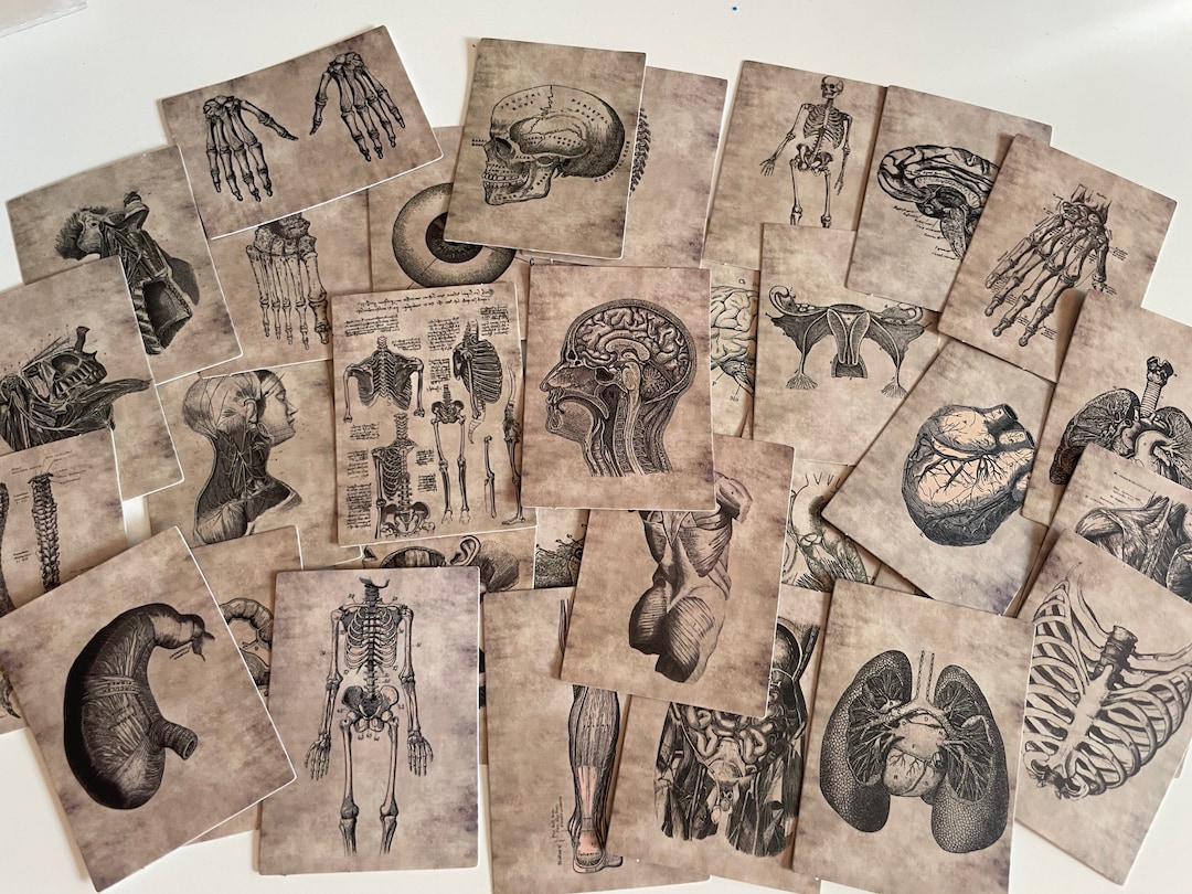 Anatomy Gothic Stickers Skull Lungs Skeleton Biology Body Anatomy Black ... Anatomy Gothic Stickers Skull Lungs Skeleton Biology Body Anatomy Black ...