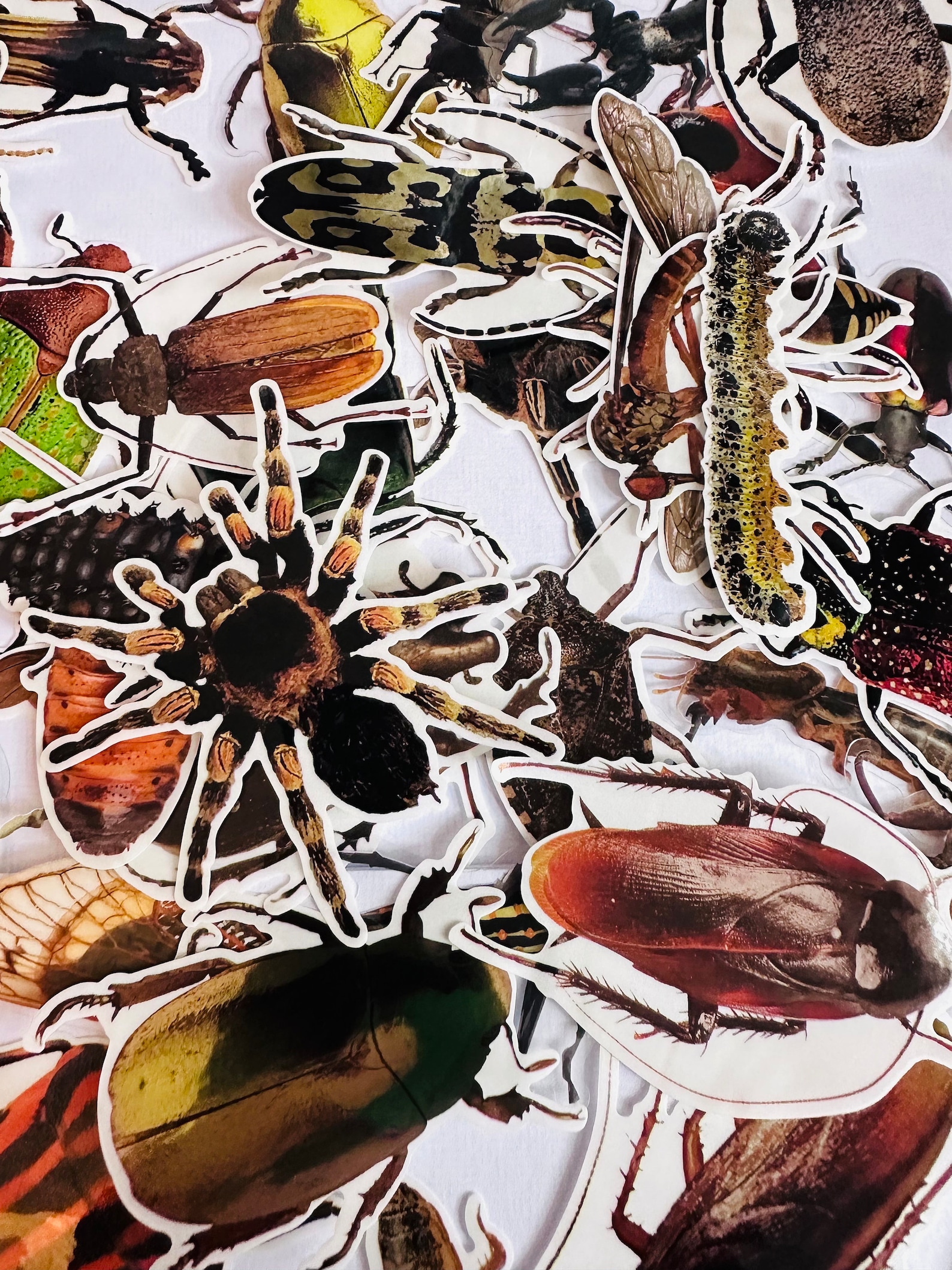 Large Vinyl Transparent Insect Stickers | Die Cut Decal Set ...