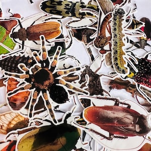 Large Vinyl Transparent Insect Stickers | Die Cut Decal Set ...
