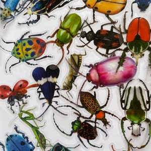 Large Vinyl Transparent Insect Stickers | Die Cut Decal Set ...