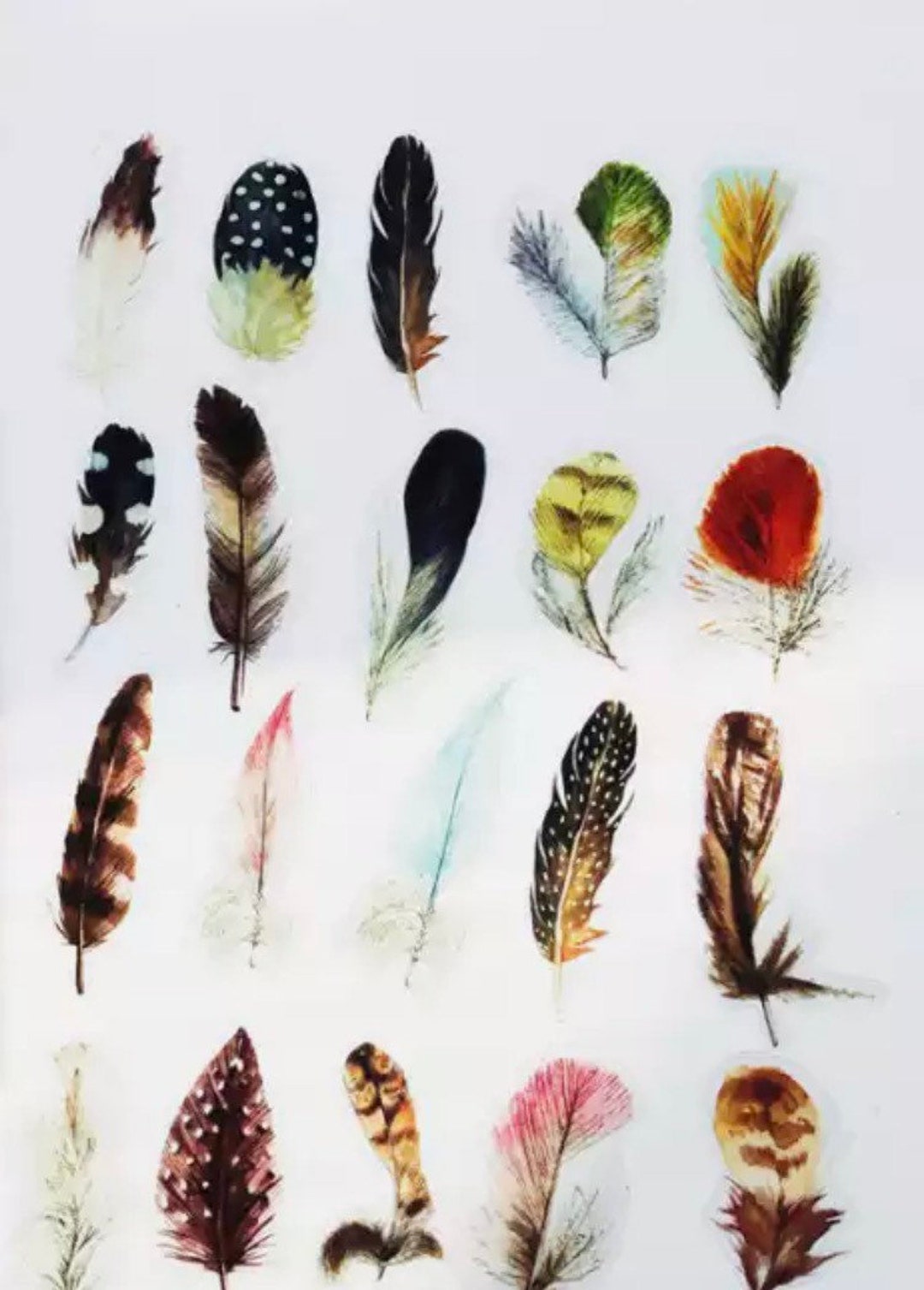 Set of Bird Feather | Wild Garden Bird Nature Stickers, Feather, Craft ...