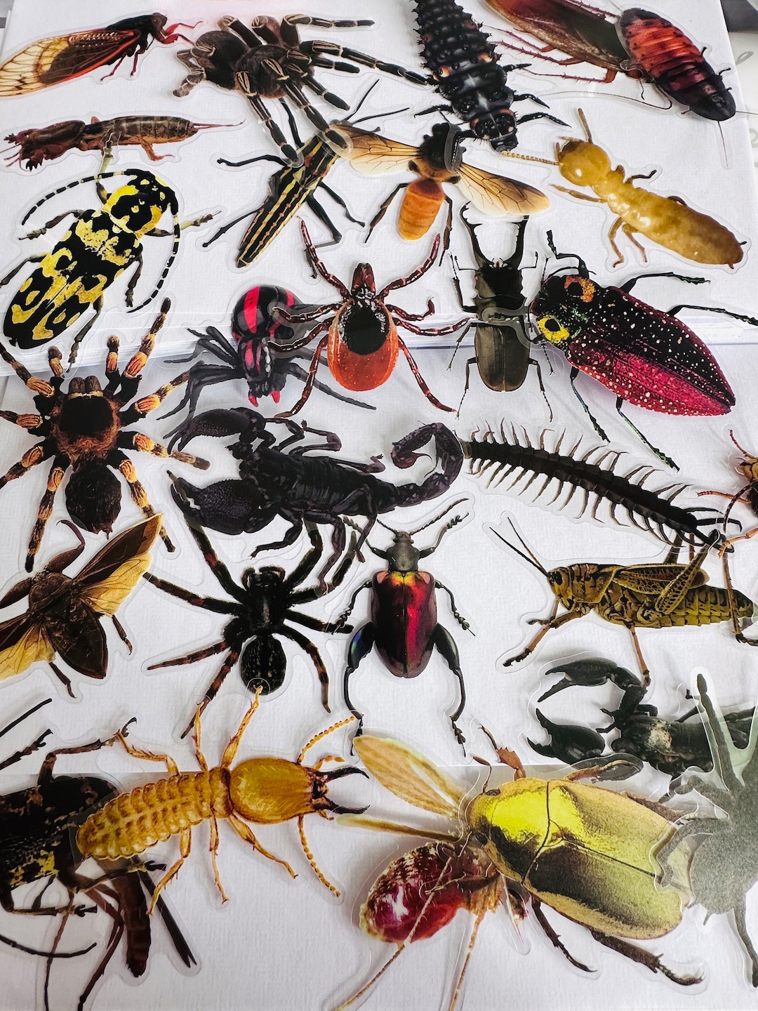 Large Vinyl Transparent Insect Stickers | Die Cut Decal Set ...