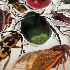 Large Vinyl Transparent Insect Stickers Die Cut Decal Set Waterproof ...