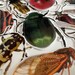 Large Vinyl Transparent Insect Stickers Die Cut Decal Set Waterproof ...
