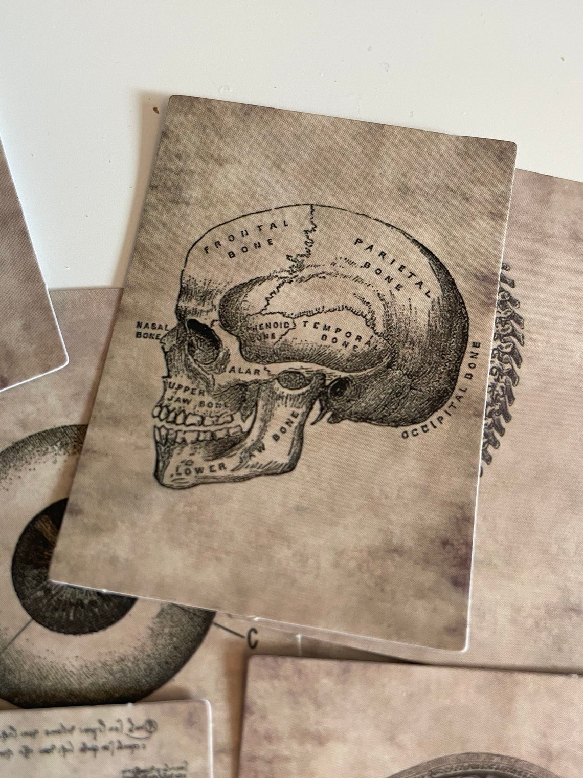 Anatomy Gothic Stickers Skull Lungs Skeleton Biology - Etsy Anatomy Gothic Stickers Skull Lungs Skeleton Biology - Etsy