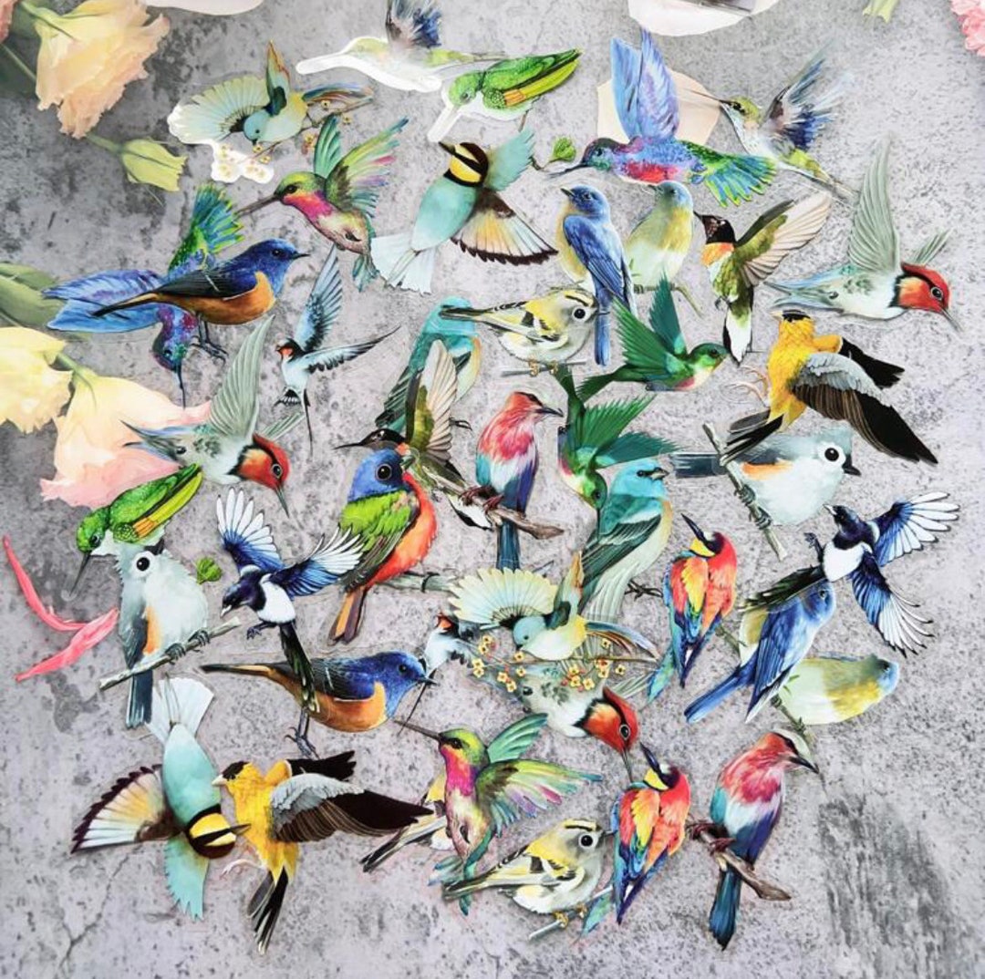 Set of Bird | Wild Garden Bird Nature Stickers - Etsy