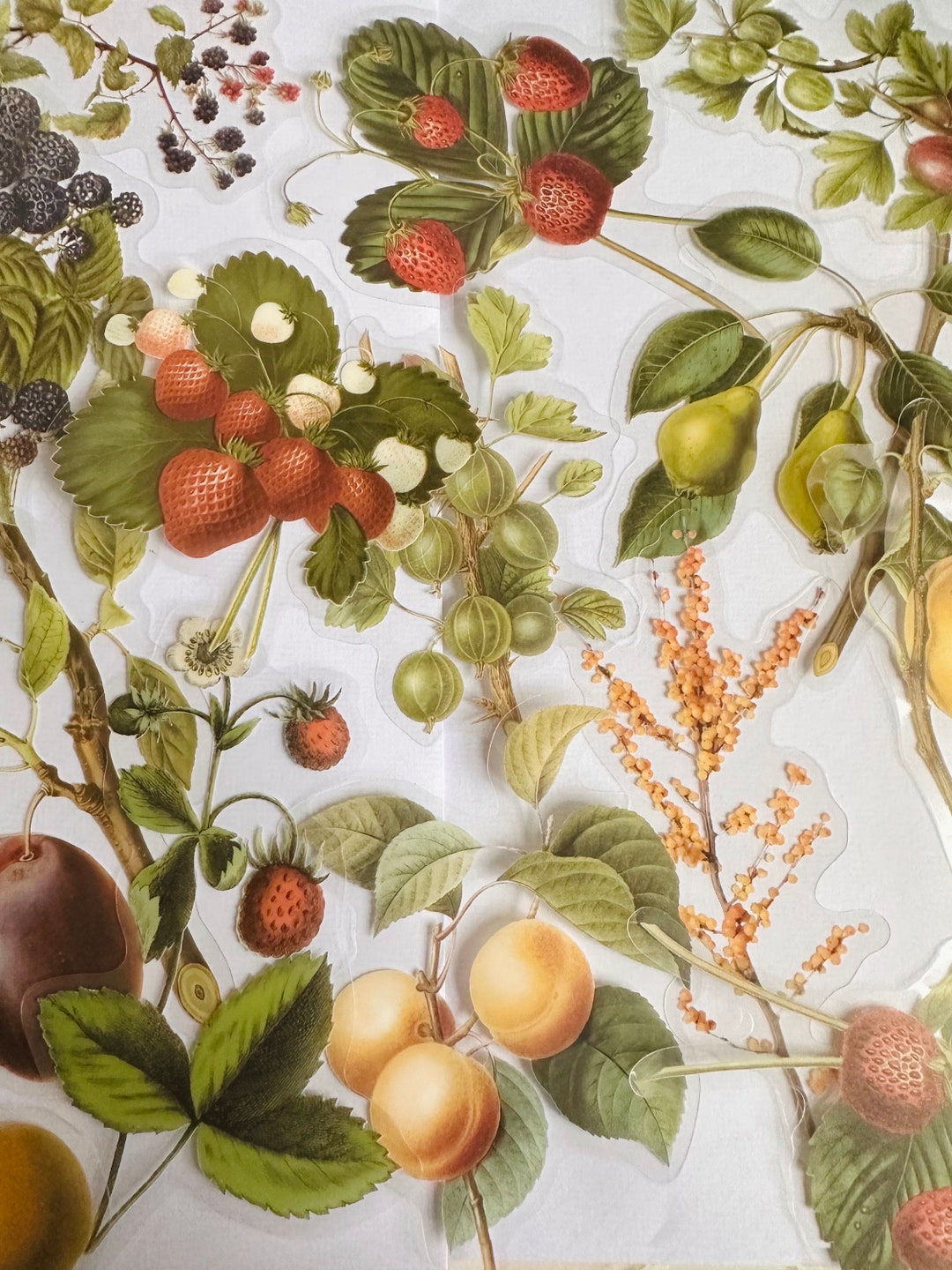 Large Fruits Sticker Set, Berry Stickers, Fruity Stickers, Strawberry ...