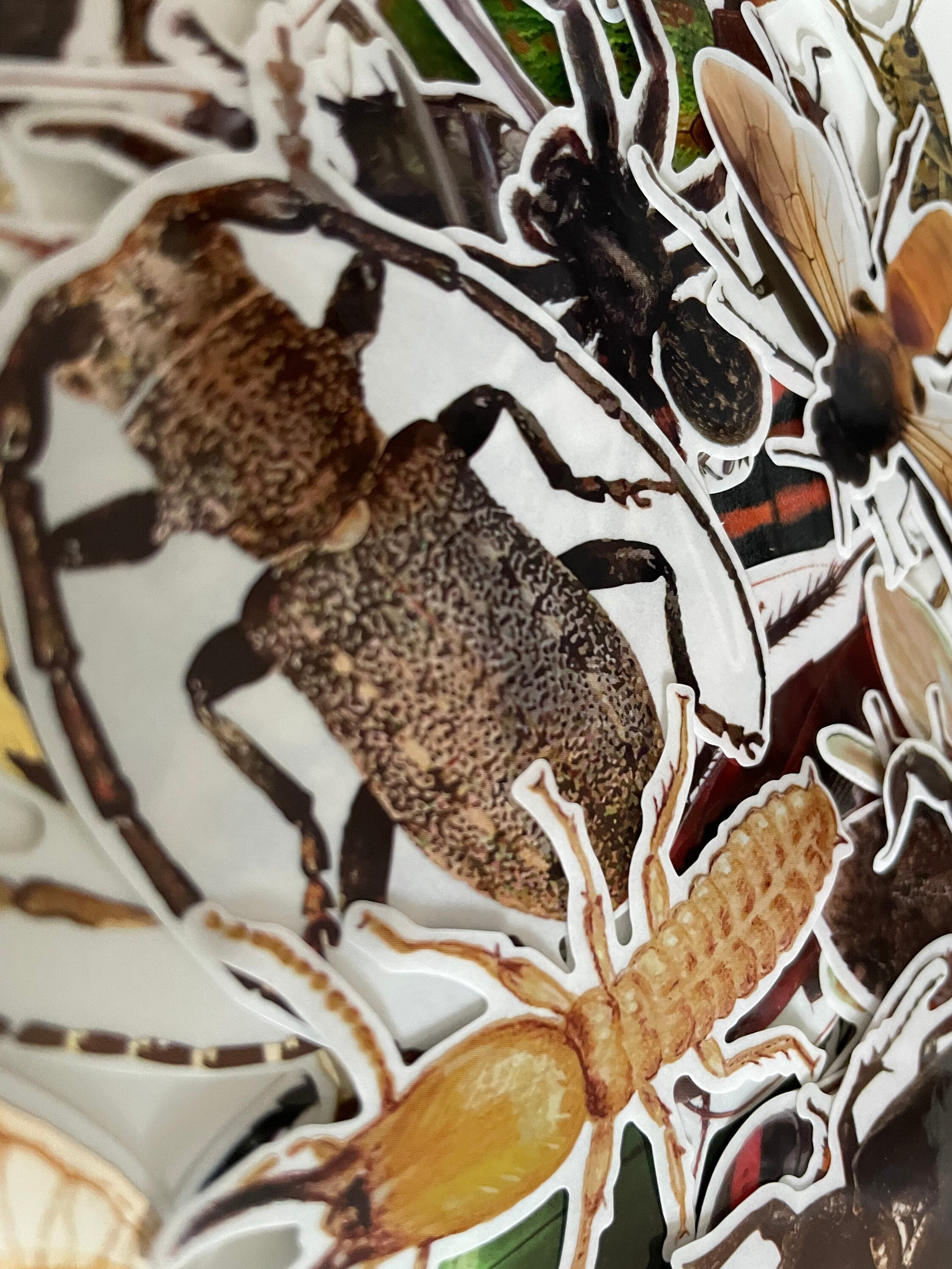 Large Vinyl Transparent Insect Stickers Die Cut Decal Set - Etsy UK