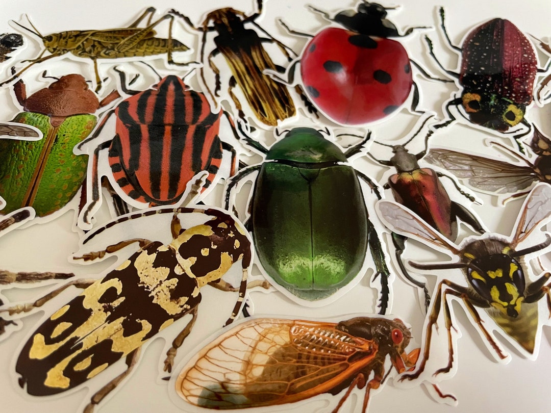 Large Vinyl Transparent Insect Stickers Die Cut Decal Set Waterproof ...